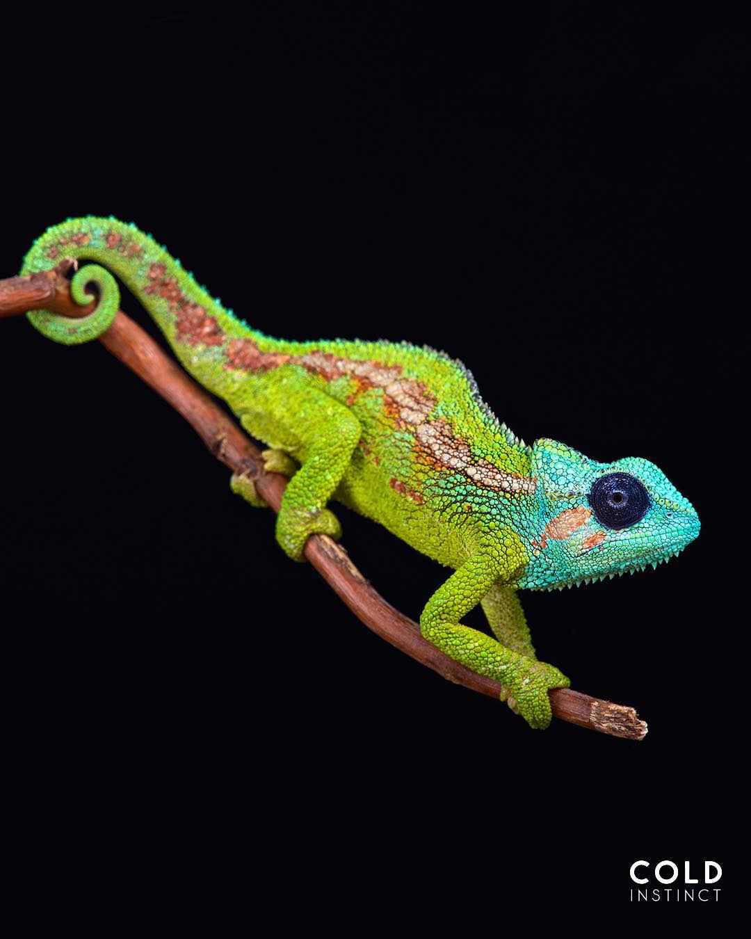 Dutch Photographer Takes Photos of Cold Blooded Animals - MobiSpirit