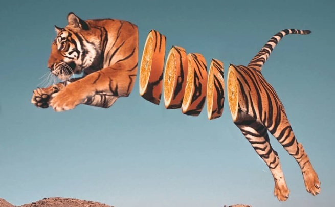 These Animal-Food Hybrids Look Like They Came Straight Out of a Foodie ...