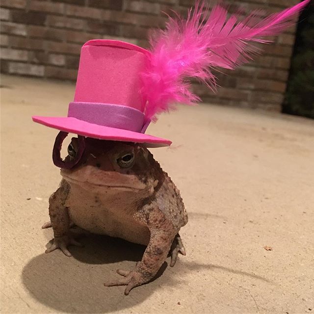 Man Makes Adorable Hats For His Newfound Toad Friend - MobiSpirit