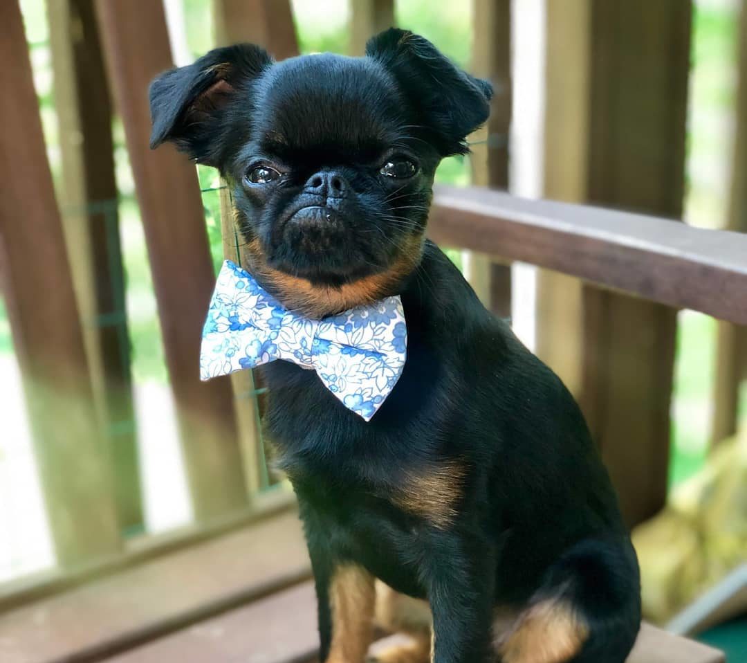 Meet Chico: The World's Grumpiest Dog - MobiSpirit