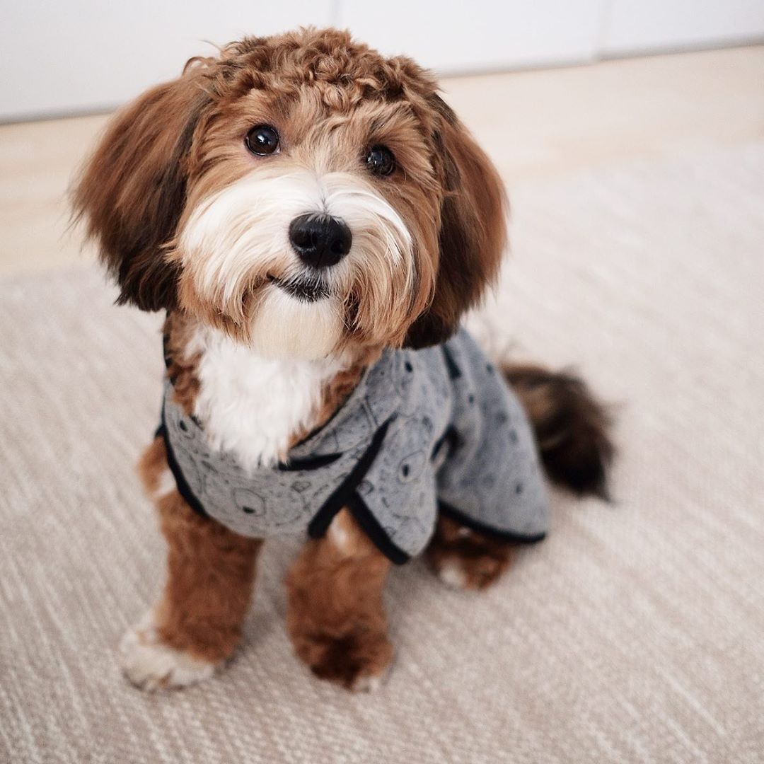 Ilo The Havanese is the Cutest Havanese on Instagram - MobiSpirit